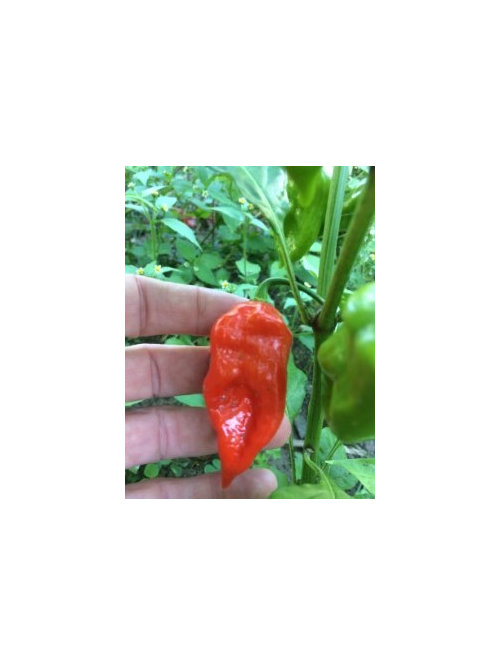 Sweet Datil Pepper