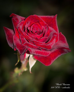 Unique roses in our collections