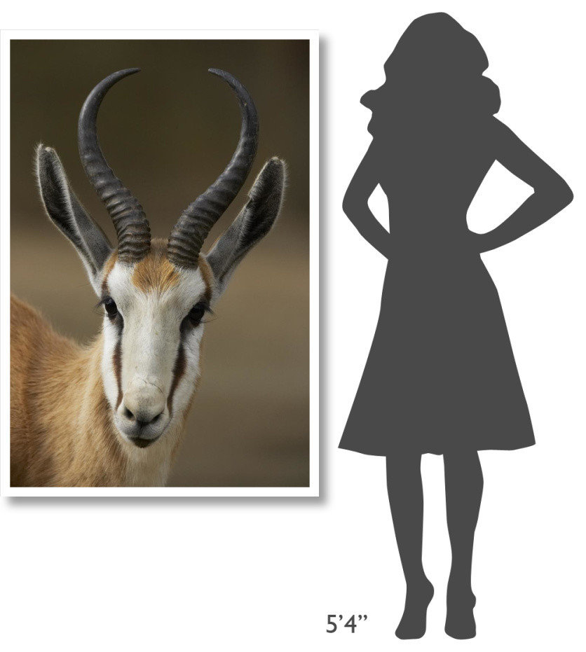 "Springbok portrait, native to Africa" Paper Print by San Diego Zoo, 14 ...