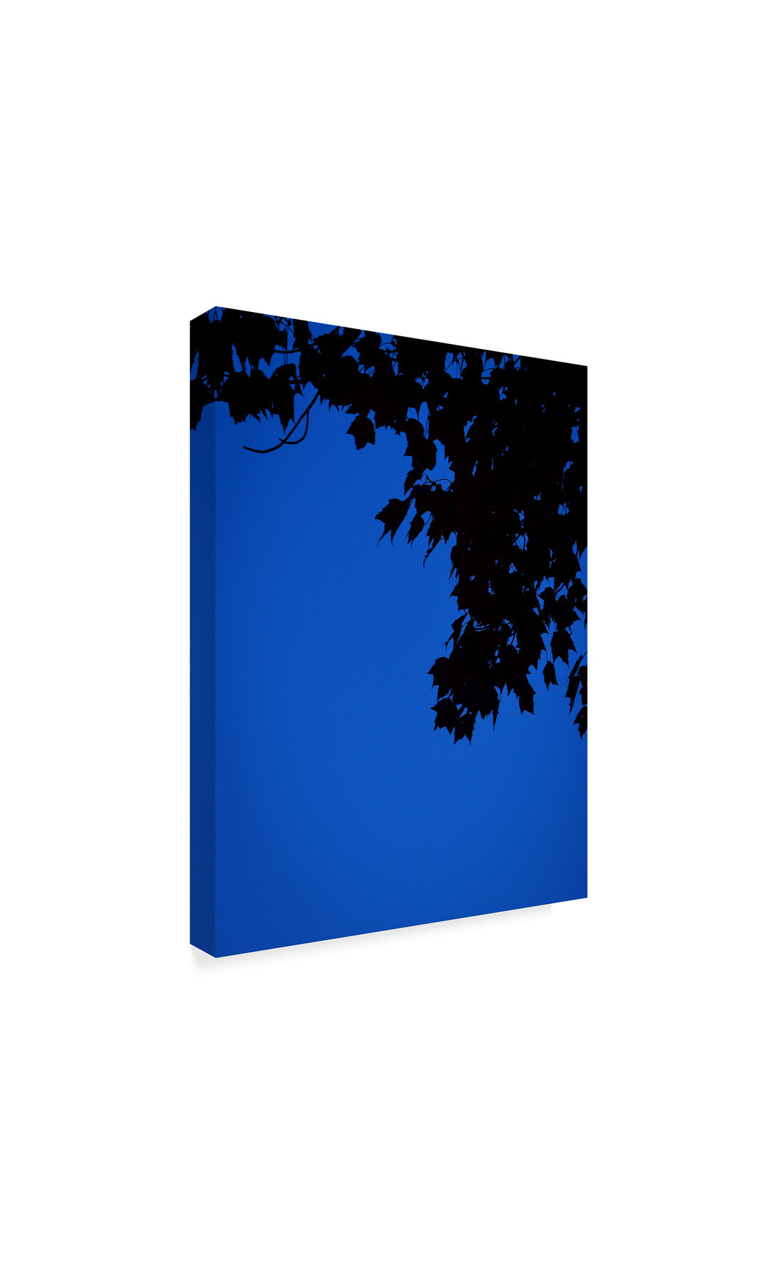 Brenda Petrella Photography Llc 'Blue Maple Silhouette' Canvas Art, 14 ...