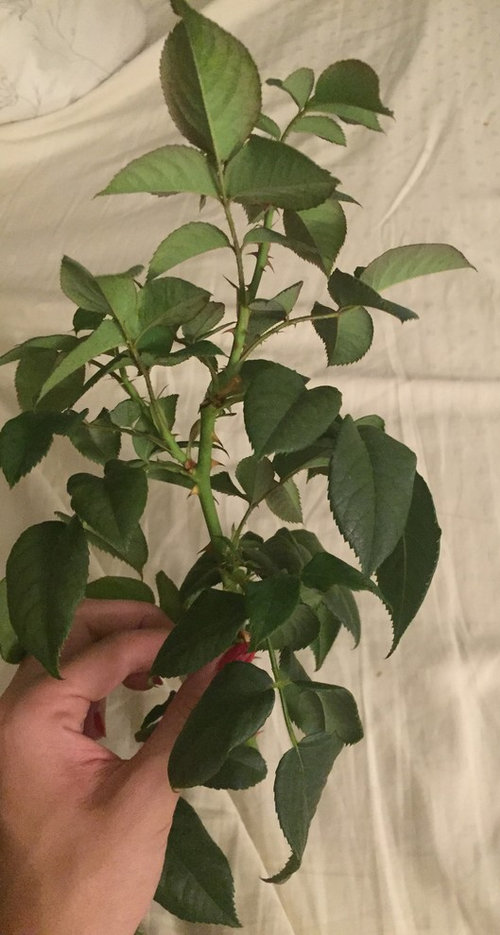 Are these the blind shoots ? | Houzz Forum