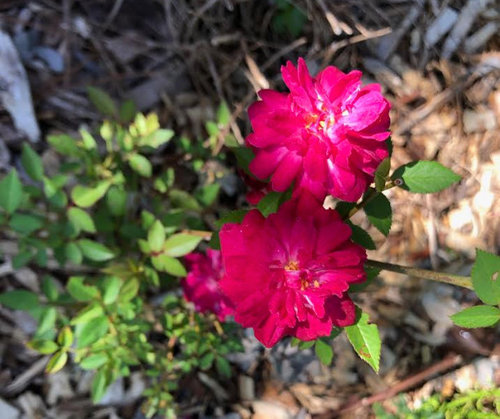 sweet, small and mostly old roses in bloom
