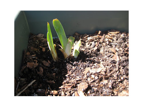 Advice on Iris in Container - Pics