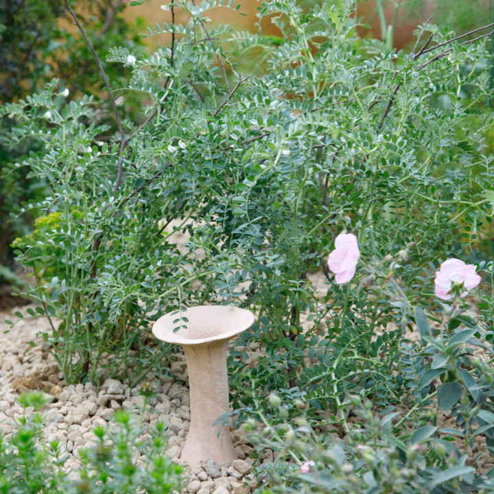 75 Small Desert Landscaping Ideas You'll Love - May, 2025 | Houzz