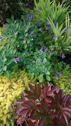 What are your favorite chartreuse perennials?