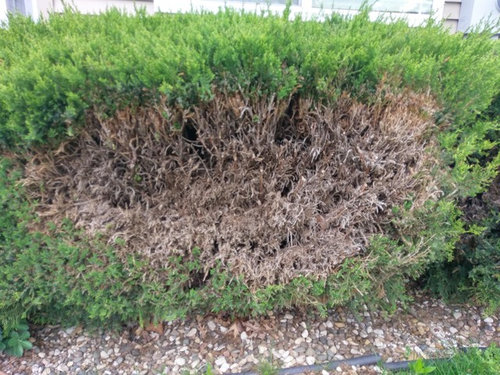 Remove butchered evergreen shrubs