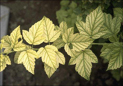 Mineral Deficiency Symptoms in Roses