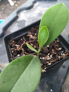 Hoya Australis Keysii (Traill)