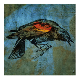 John W. Golden 'Redwing Blackbird' Canvas Art, 14"x14" - Contemporary ...