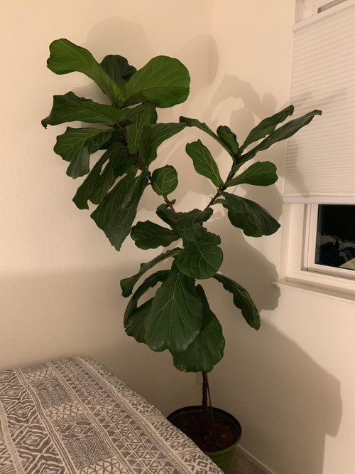 Pruning FLF advice please