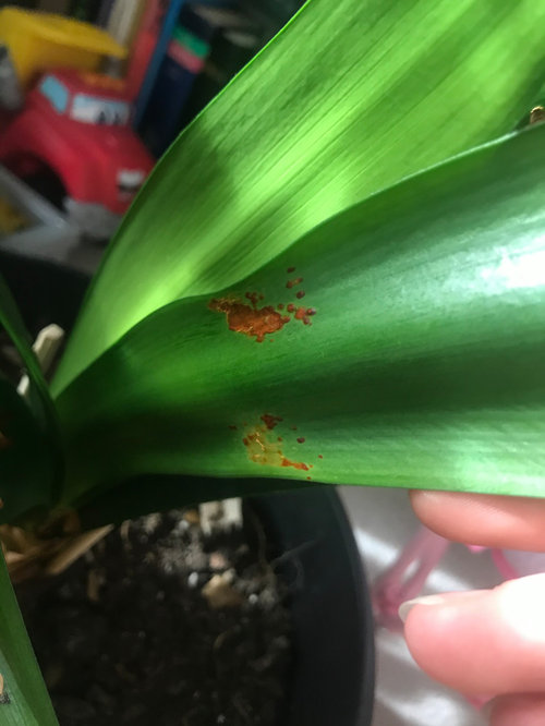 I have a Clivia with weird spots on leaves. What disease can it be?