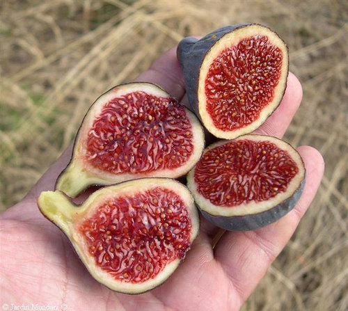 Mundani Botanical Garden