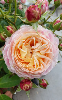 compact roses for pots...