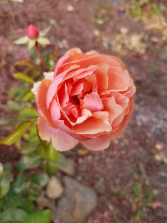 Help with selecting my first Amber rose bush