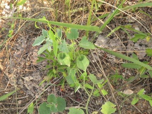 Physalis mollis (Field Groundcherry)