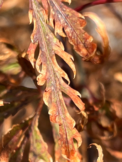 Japanese Maple, leaf scorch?