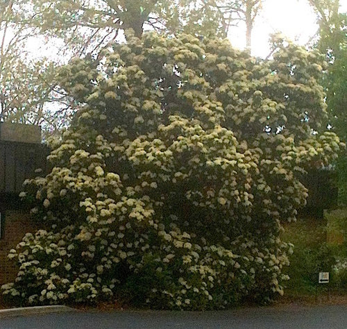 Looking to identify this large flowering shrub