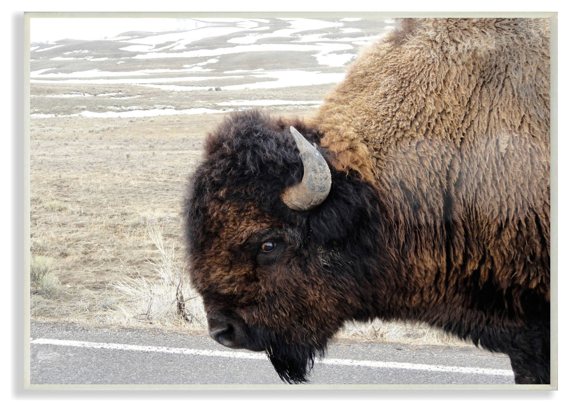 Beautiful Buffalo Photography, 10x15 - Southwestern - Prints And ...