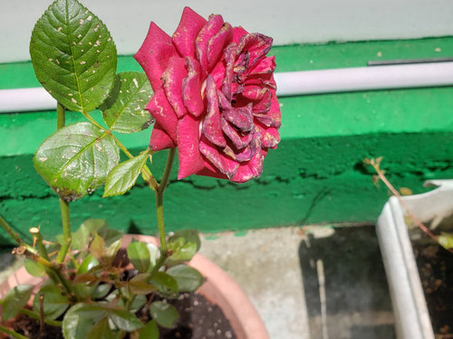 Need help with dying rose plant