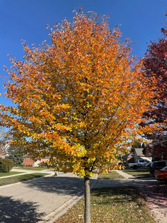 Tupelo Tower or Red Rage ...or...?