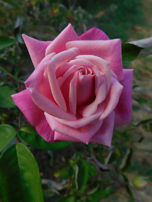 Roses on a Softly Foggy Morning