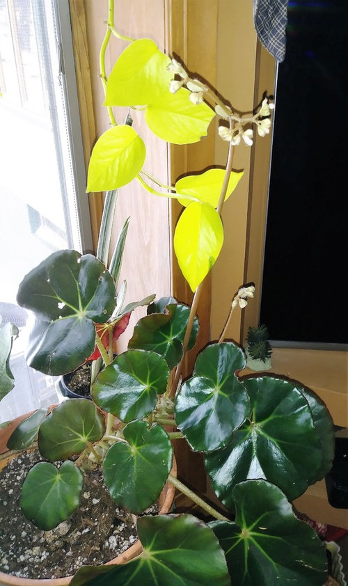 Beefsteak Begonia Bloom stalks
