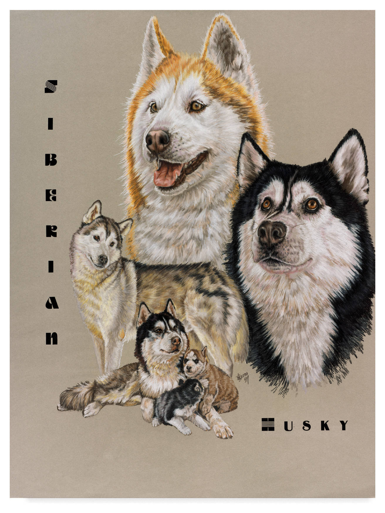 "Siberian Husky" by Barbara Keith, Canvas Art, 32"x24" - Contemporary ...
