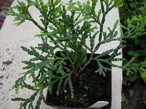 Calocedrus rupestris photo