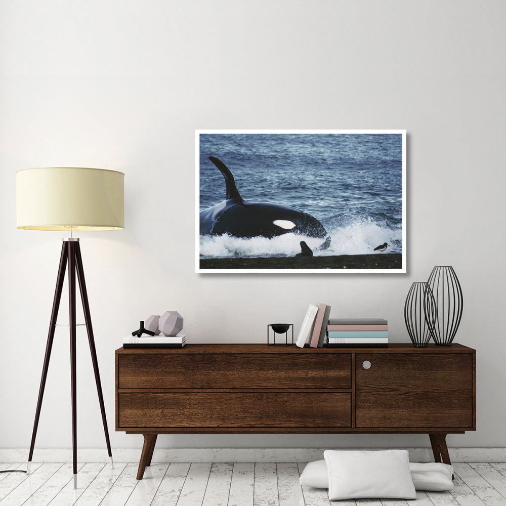 Orca Hunting South American Sea Lion Group By Beaching Itself ...