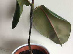 Rubber Tree: Sick/Dying?