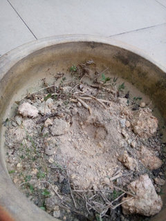 My cactus has a hole in it.