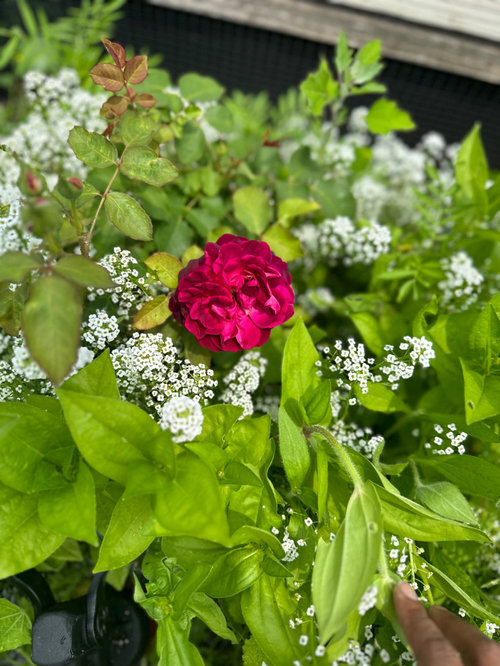 my DA roses have finally bloomed