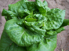Let us talk about lettuce