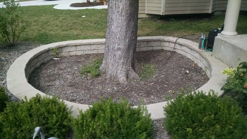 Suggestions for Tree Well plantings