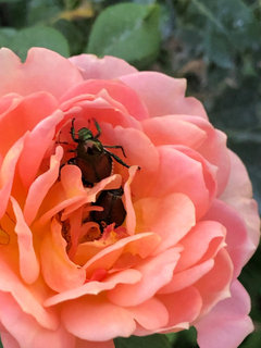 Kaolin clay (Surround WP) on roses to deter Japanese Beetles