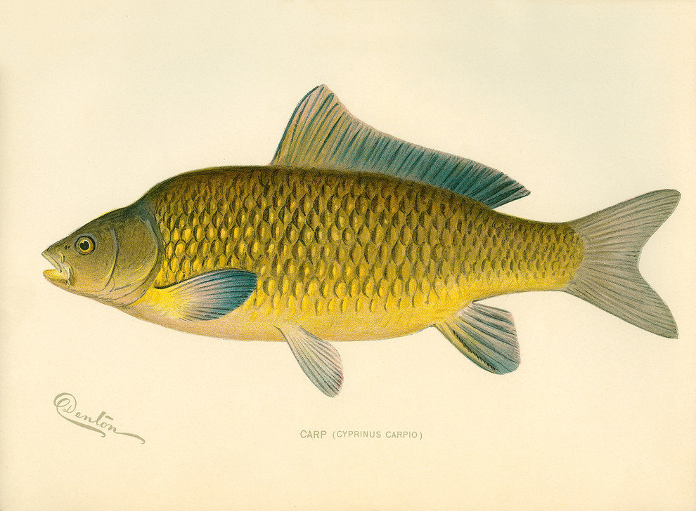 Carp Print, 17" x 22" - Contemporary - Prints And Posters - by Print ...