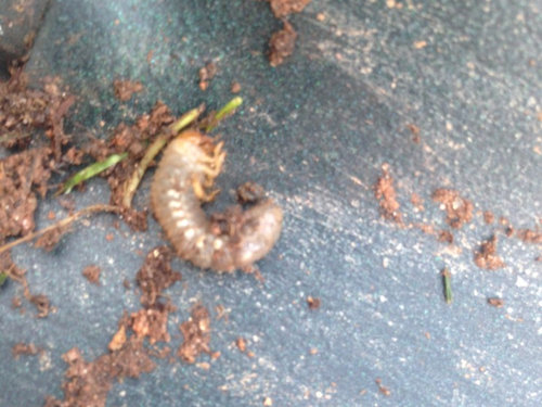 Found Grubs, Should I Be Worried?
