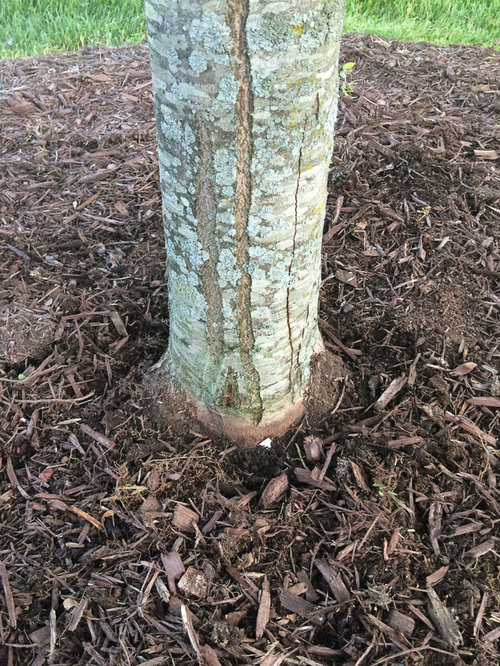 Autumn Blaze Maple splitting: Is this normal?