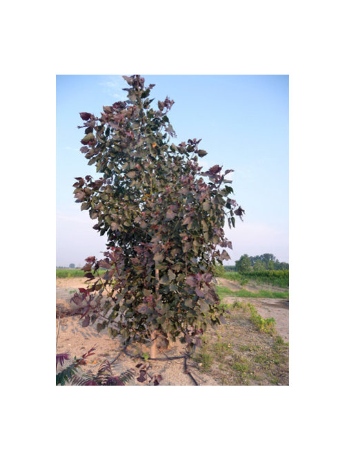 Populus deltoides 'Purple Tower' | Houzz Forum