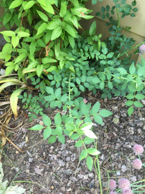 Rose or Weed or not a weed?