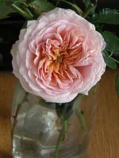 where can i fine the rose evelyn?