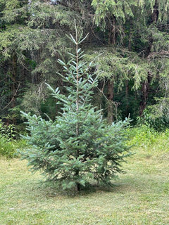 Anyone growing Vejar's fir ? | Houzz Forum