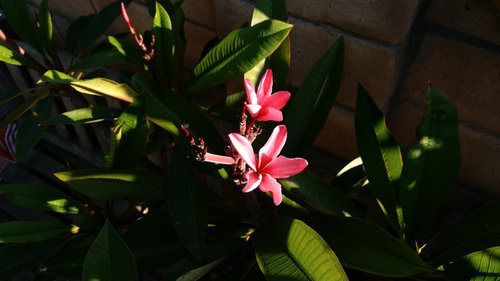 "Newport" Plumeria