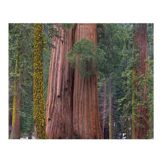 "Giant Sequoia trees, California" Digital Paper Print by Tim Fitzharris ...