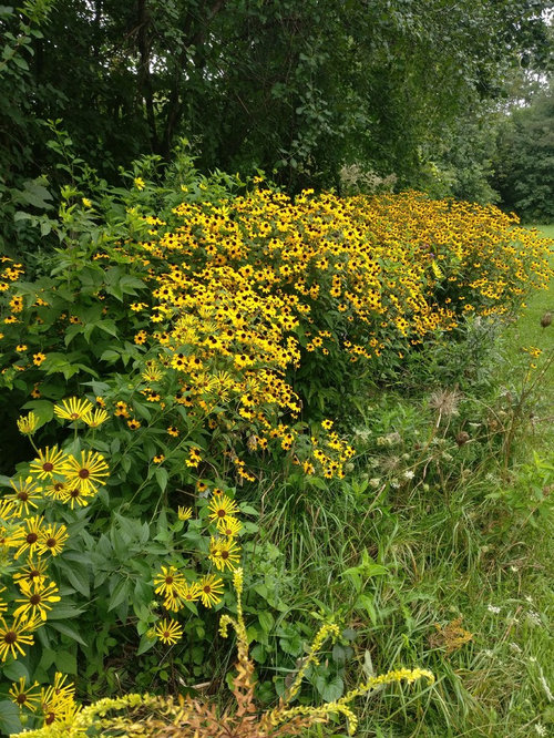 Your example of reseeding?