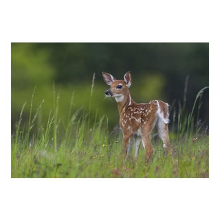 "Spring Fawn" Digital Paper Print by Nick Kalathas, 20"x14", 50"x34 ...