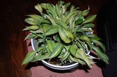 What is the '10 Foot Rule'?