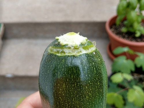 Zucchini Stems Breaking And Zucchini Splitting