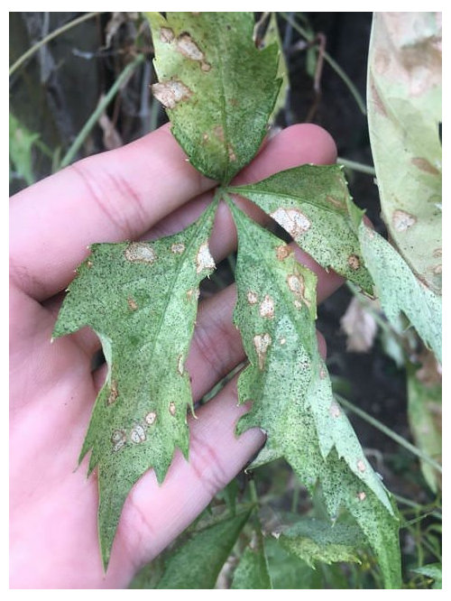 Virginia Creeper disease