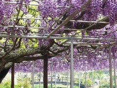 Need idea for wisteria support